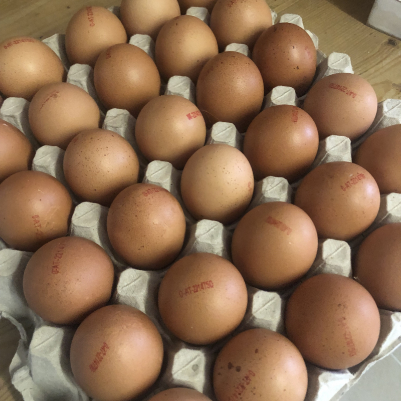 BIO - Eier XL/L - 30 STK. - HOAMAT Kistl